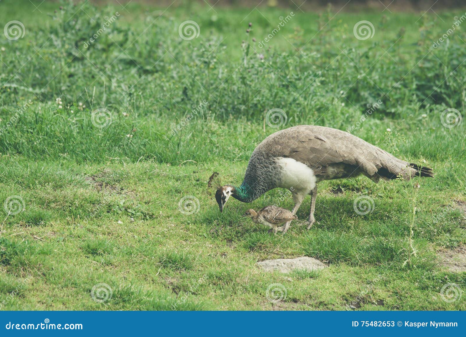 Peacock Mother Protecting the Chickens Stock Image - Image of blue ...