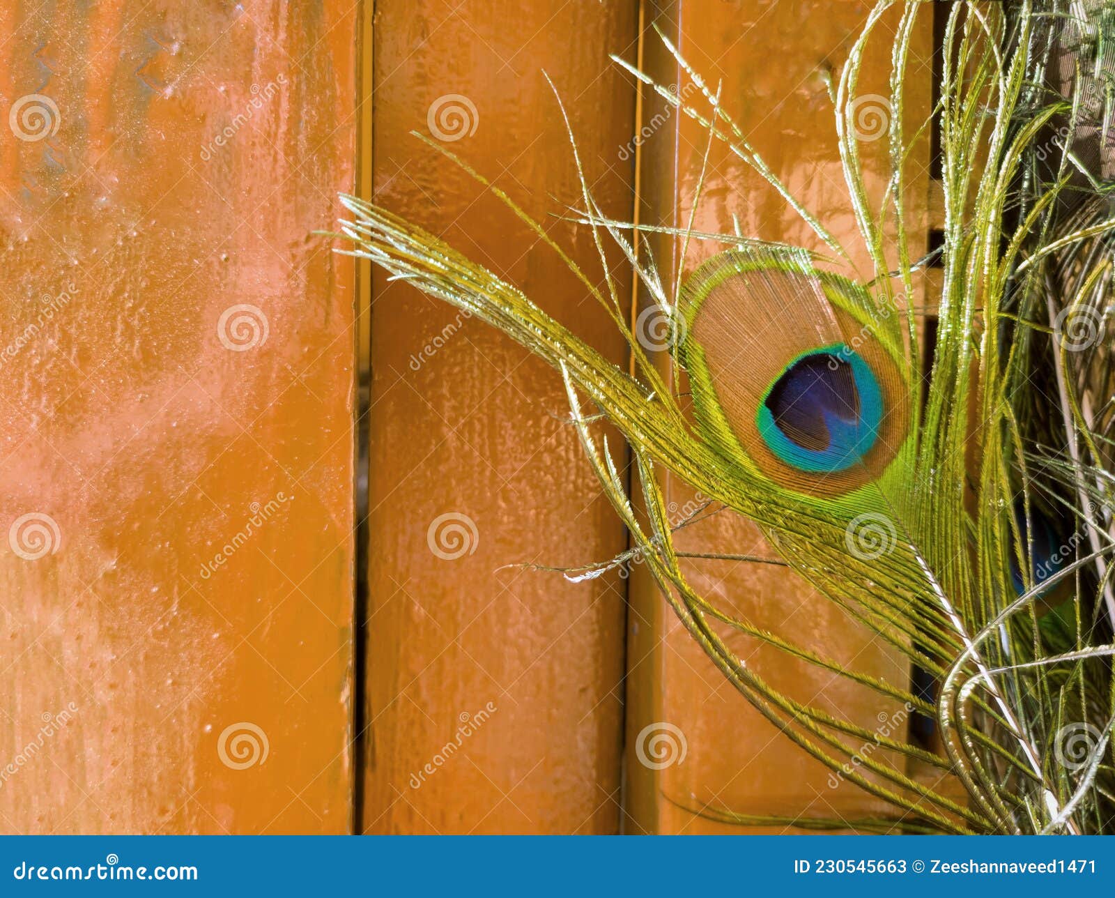 Peacock Multicolored Feathers on a Wooden Background. Rainbow Colors ...