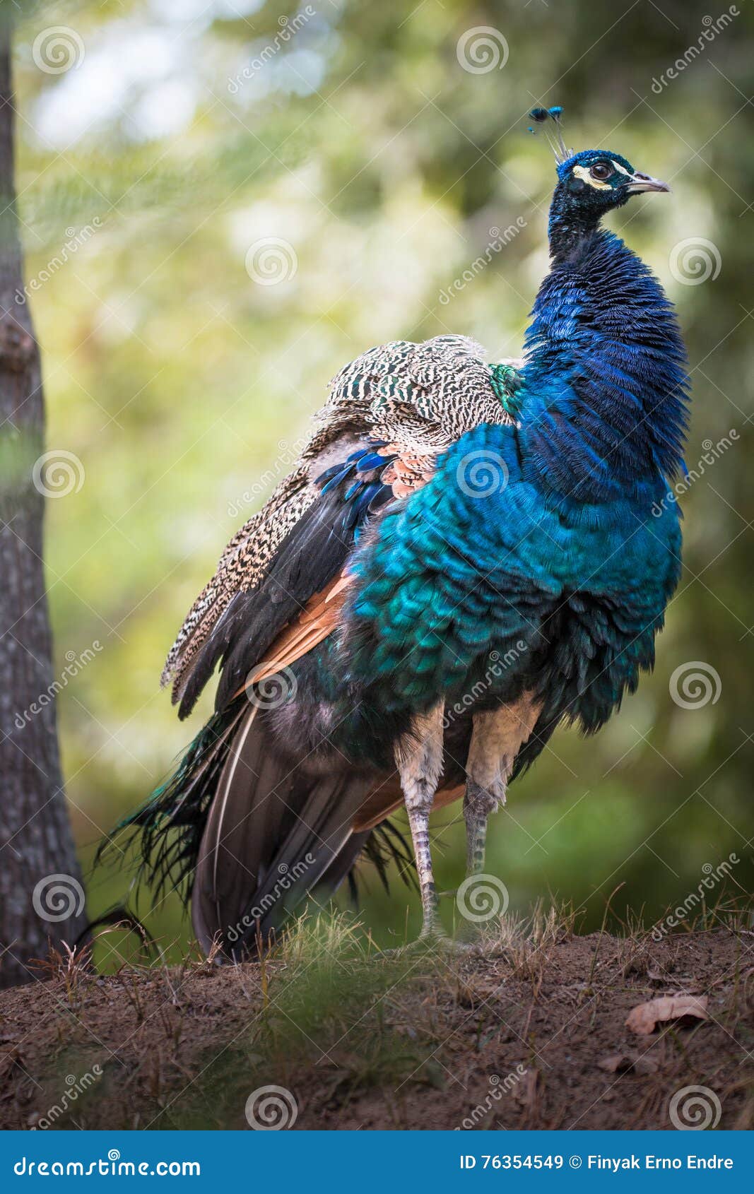 Peacock in a Natural Habitat Stock Image - Image of feather, beautiful ...