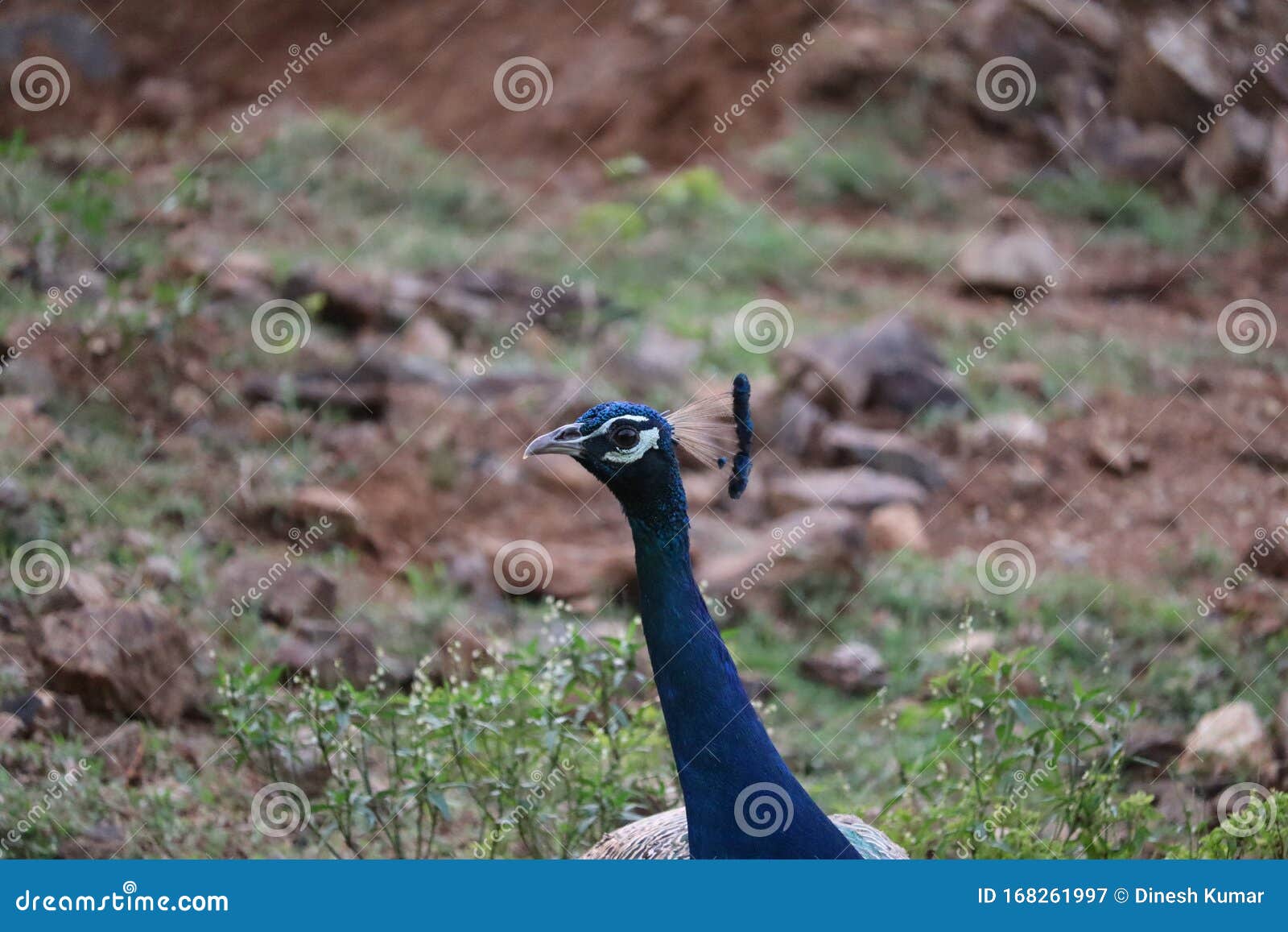 Peacock neck Portrait stock image. Image of male, forest - 168261997
