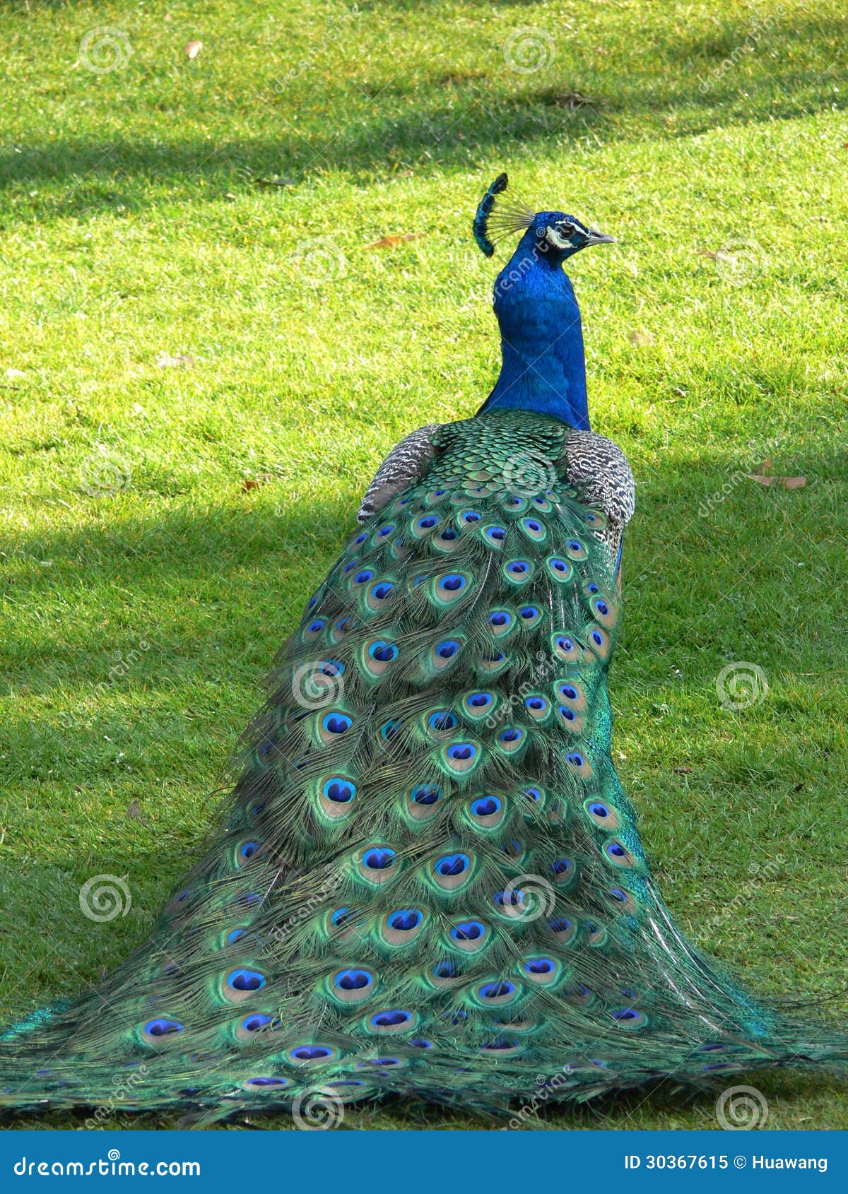 Peacock stock image. Image of male, beak, attract, delicate - 30367615