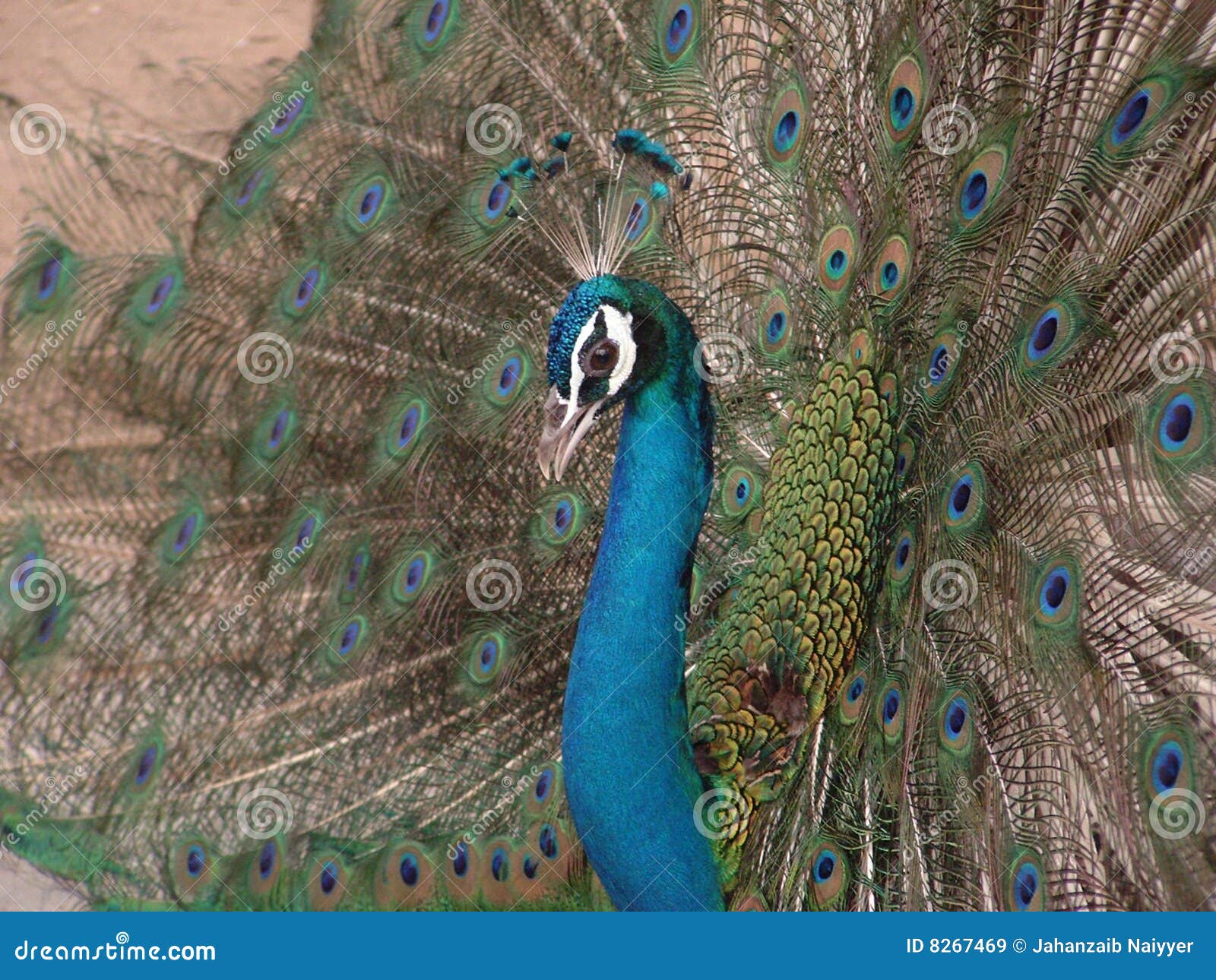 Peacock Open Feathers stock image. Image of color, frontal - 8267469