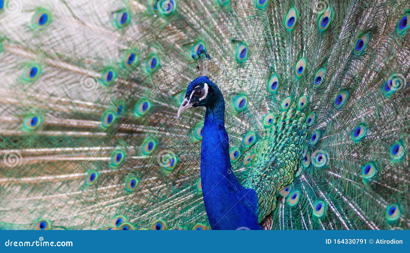 Peacock with open feathers stock image. Image of head - 164330791