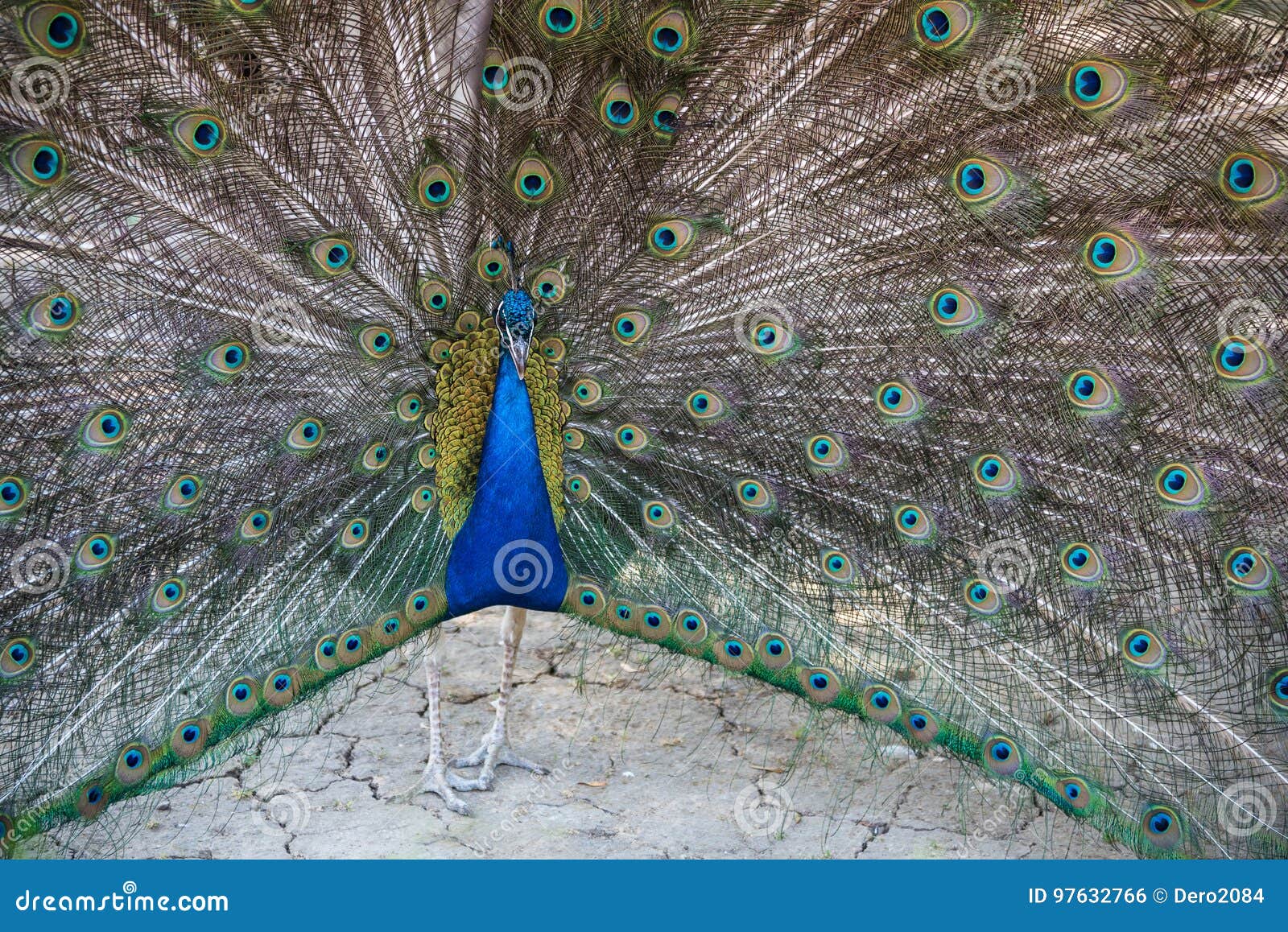 Peacock with open feathers stock photo. Image of animal - 97632766