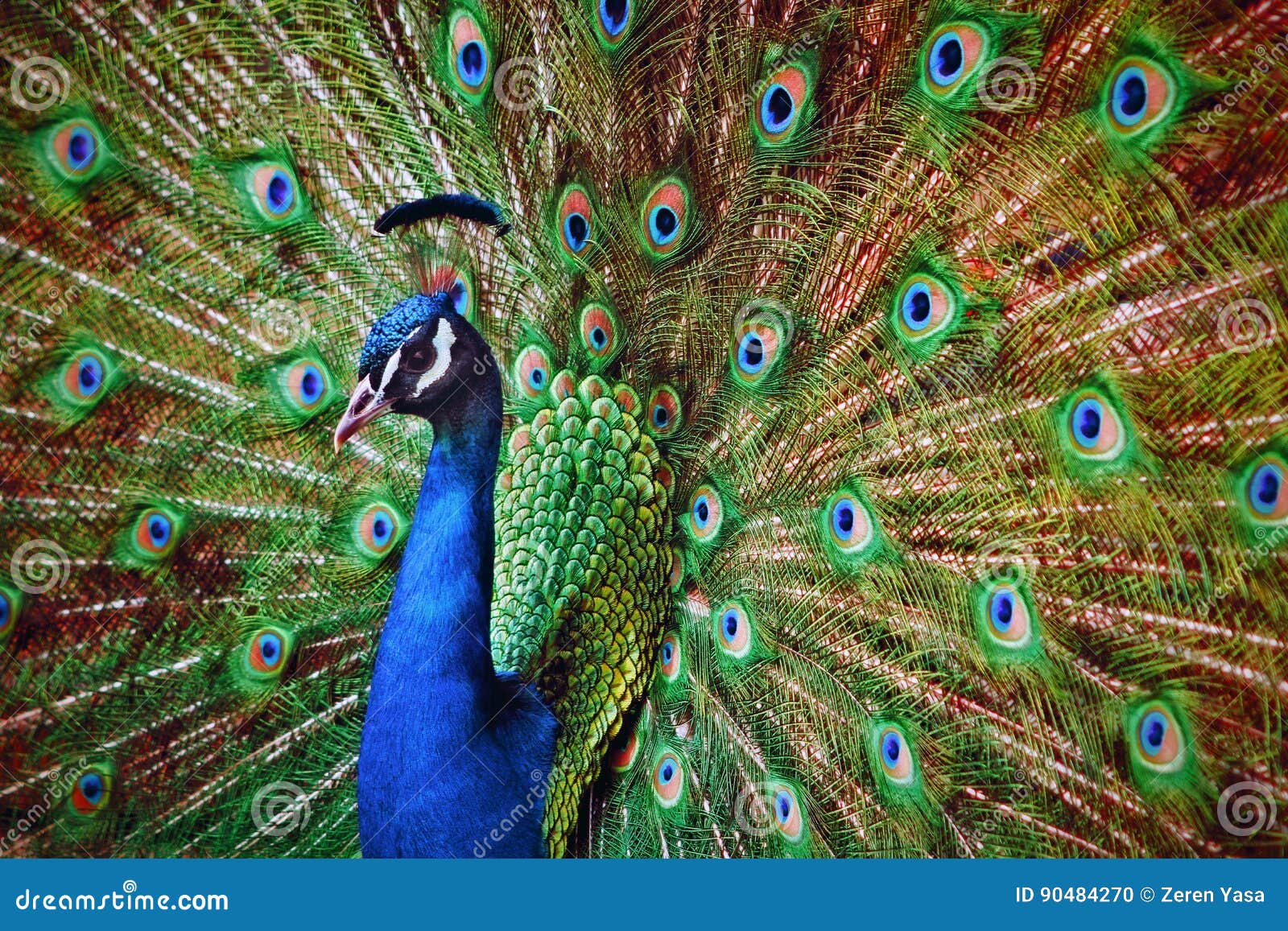 Peacock Open Feathers Looking through Camera. Stock Photo - Image of ...