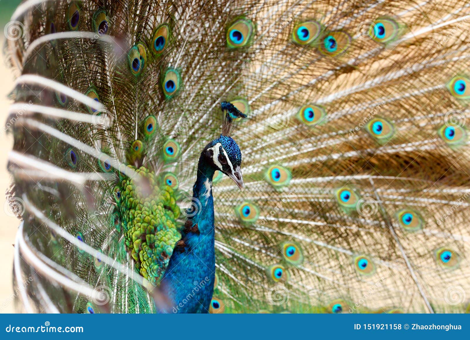 The peacock open side. stock photo. Image of species - 151921158