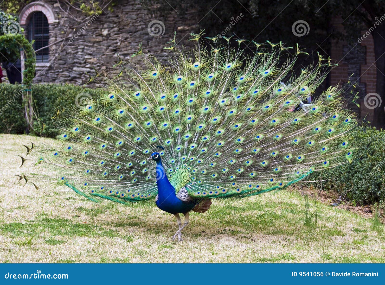 Peacock With Open Tail Royalty Free Stock Image Image 9541056