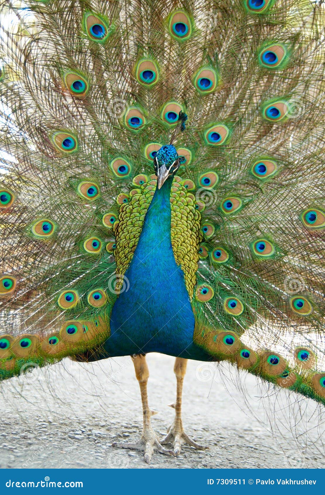 Peacock with open train. stock image. Image of multi, phasianinae - 7309511