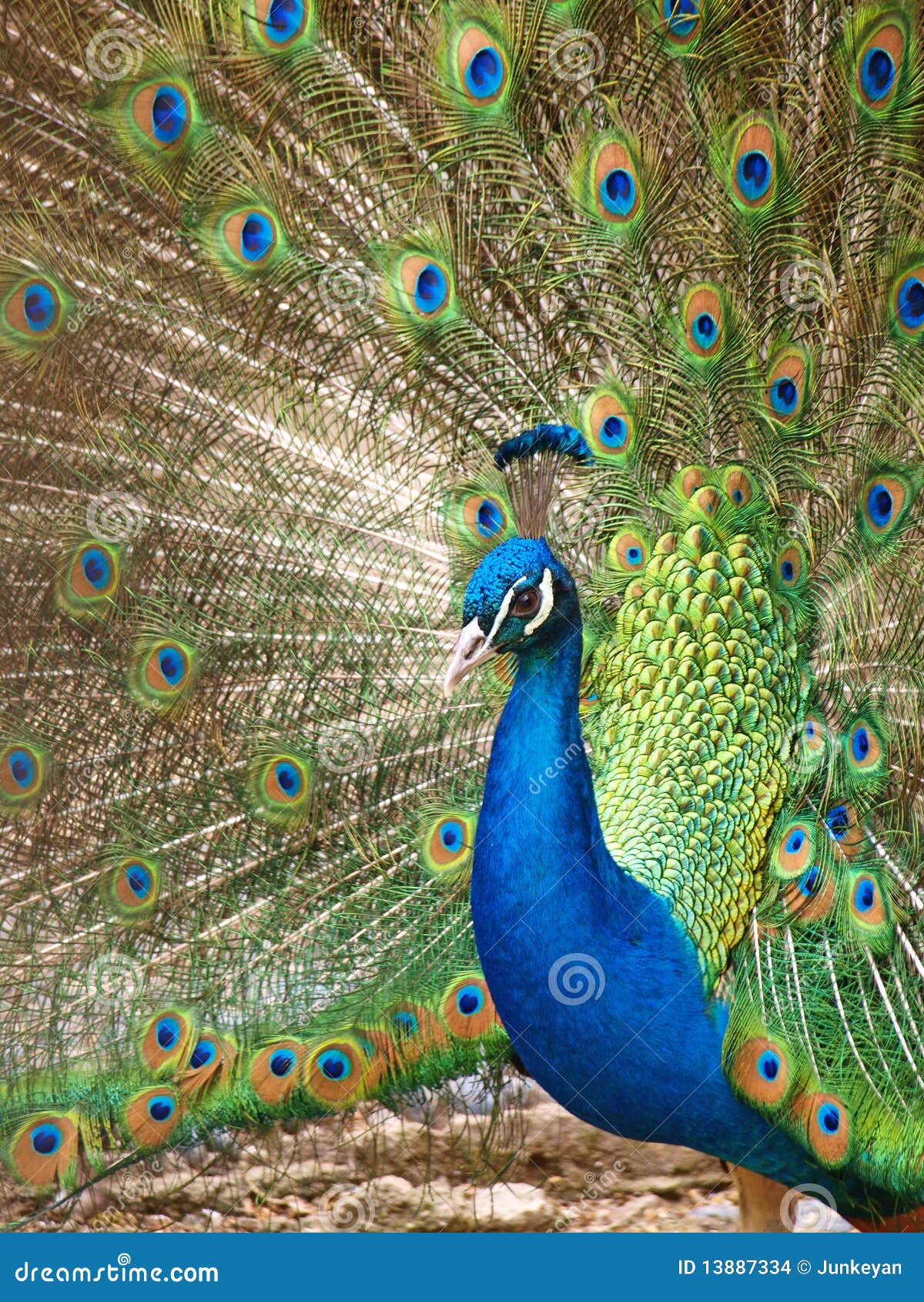 Peacock Is Open Wings Stock Images - Image: 13887334