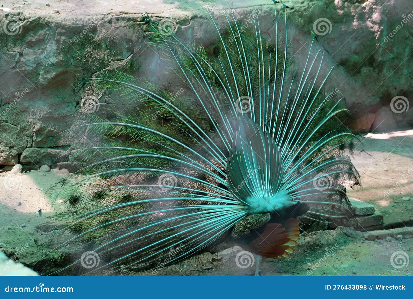 Peacock is Open the Wings for Relaxing Stock Photo - Image of beautiful ...