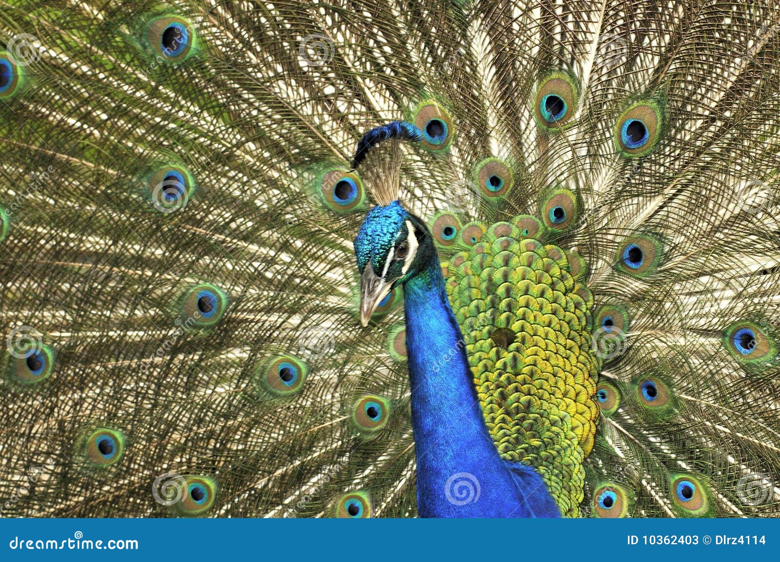Peacock Opened Tail stock image. Image of pheasant, park - 10362403