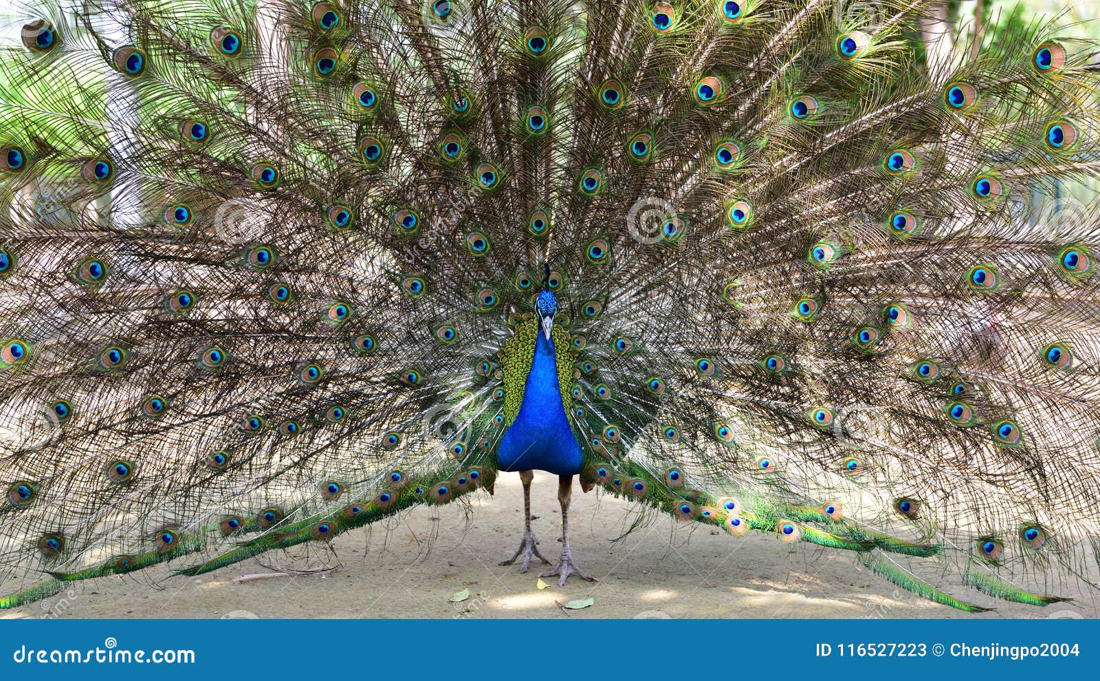 A Peacock is Opening the Tail Screen Stock Image - Image of tail, large ...