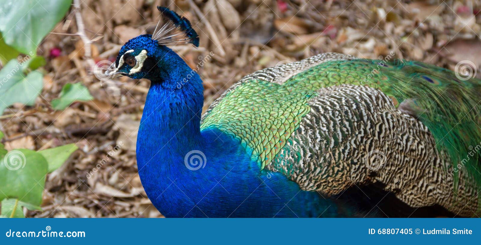 Peacock outside. stock image. Image of green, elegance - 68807405