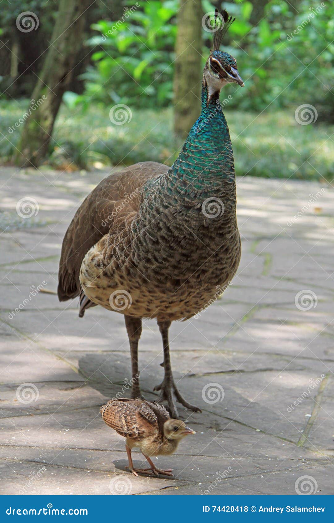 Peacock in park of Chengdu stock photo. Image of chick - 74420418