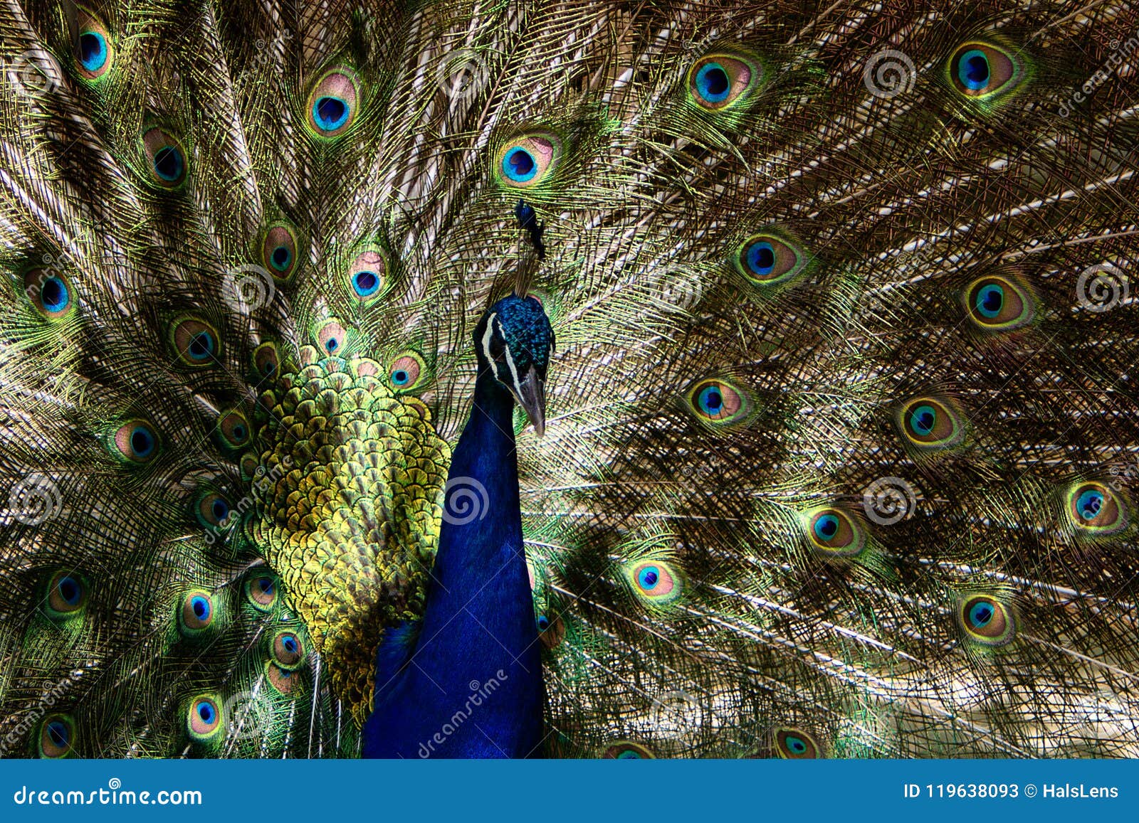 Peacock Patterns Stock Image | CartoonDealer.com #119638093