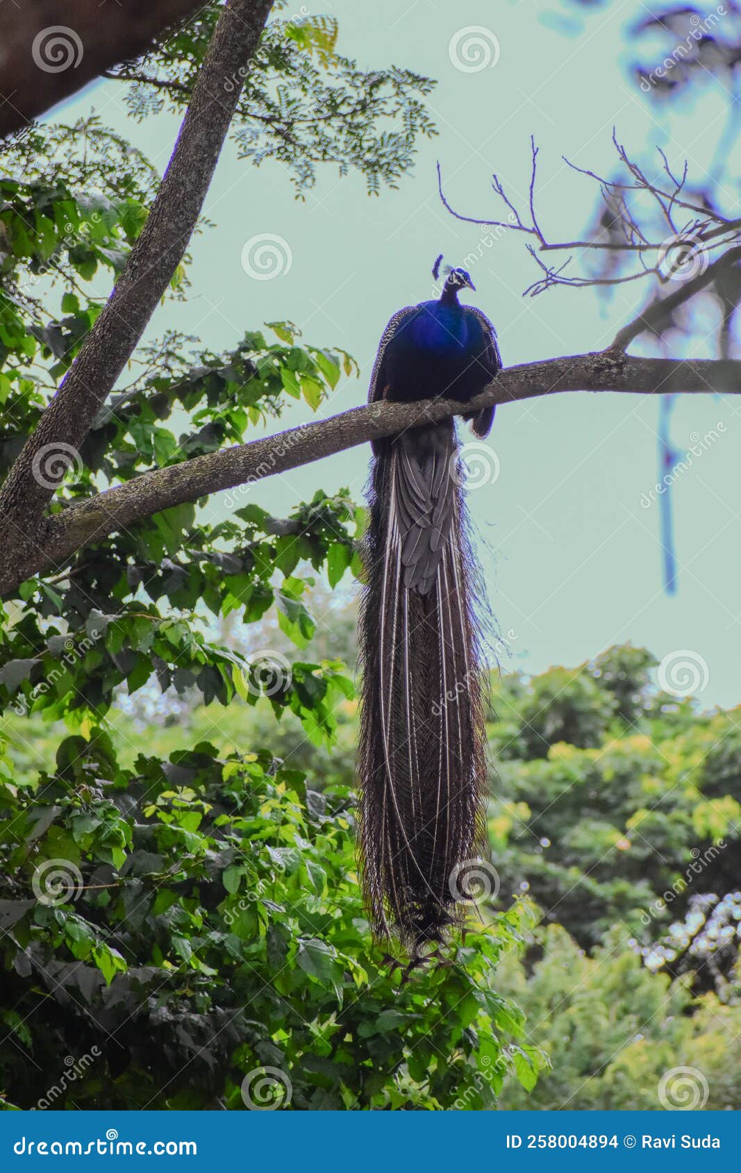 Peacock Peacefully Sitting on Tree Stock Photo - Image of bird, nature ...