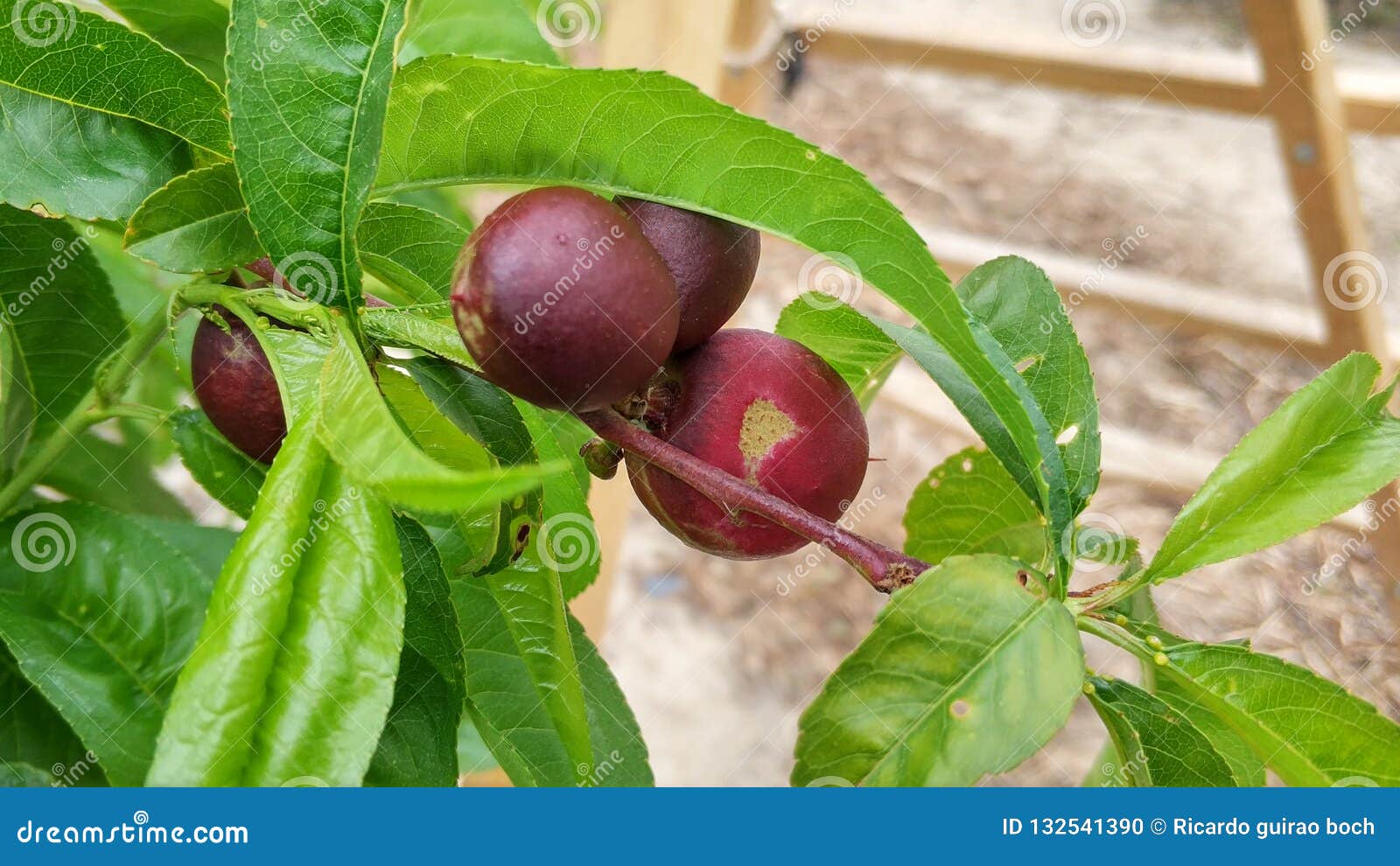 Peach 4 stock photo. Image of peacock, insect, trick - 132541390