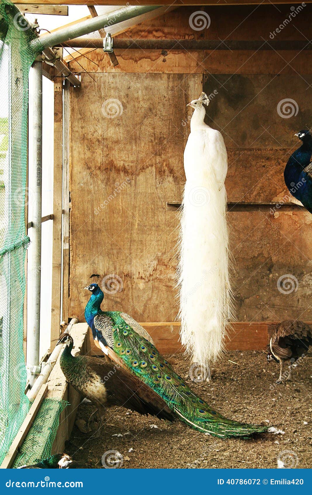 Peacock stock photo. Image of looking, white, japan, outside - 40786072
