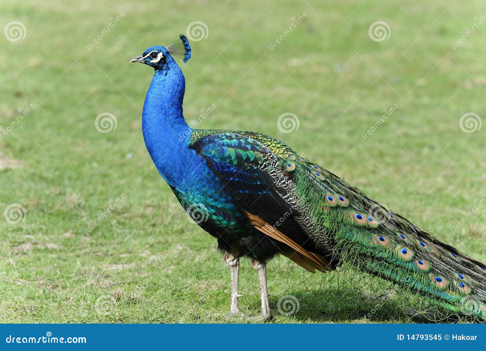 Peacock, Peafowl Genus Pavo Linnaeus Stock Image - Image of life, bird ...