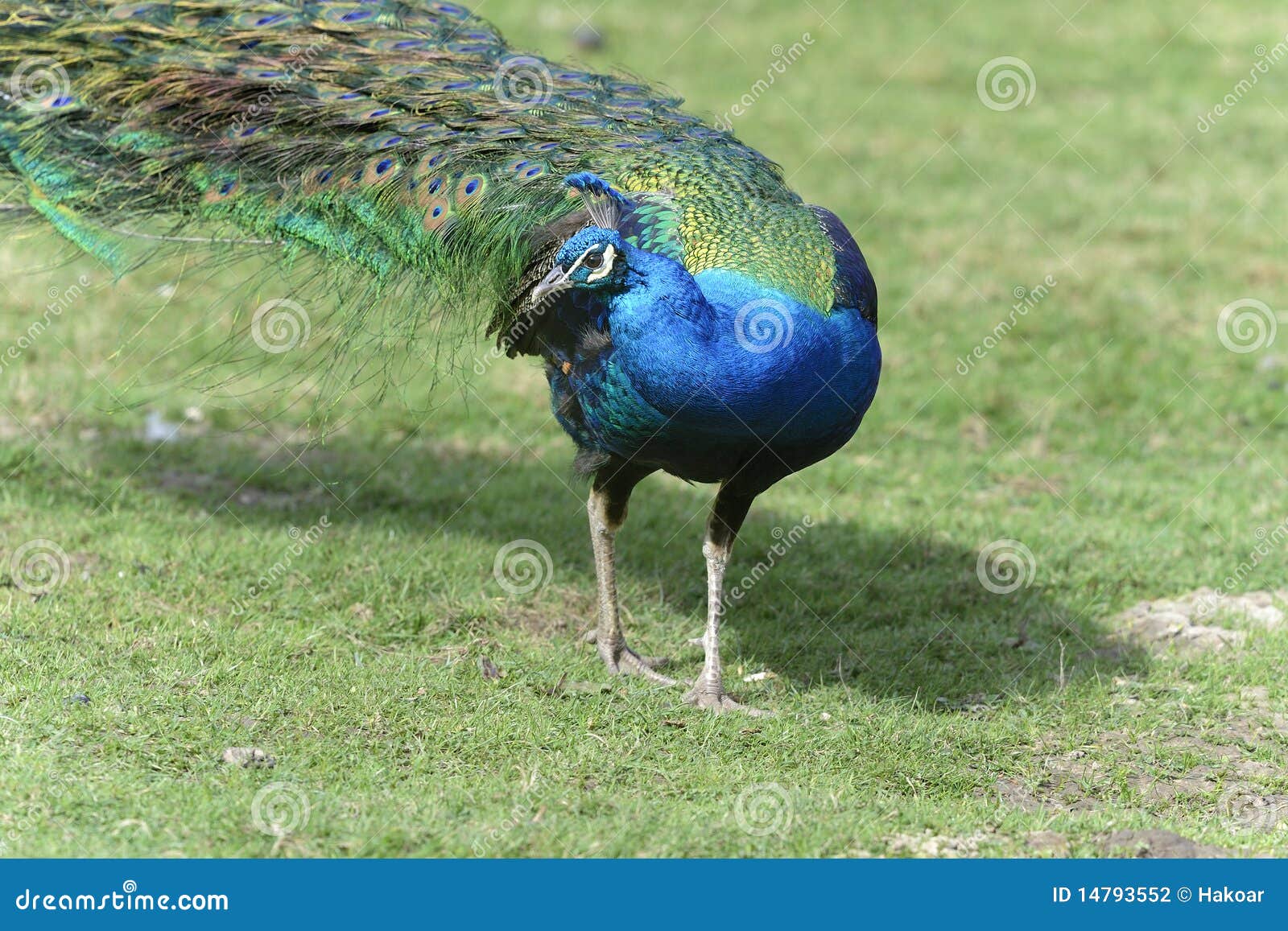 Peacock, Peafowl Genus Pavo Linnaeus Stock Photo - Image of close ...