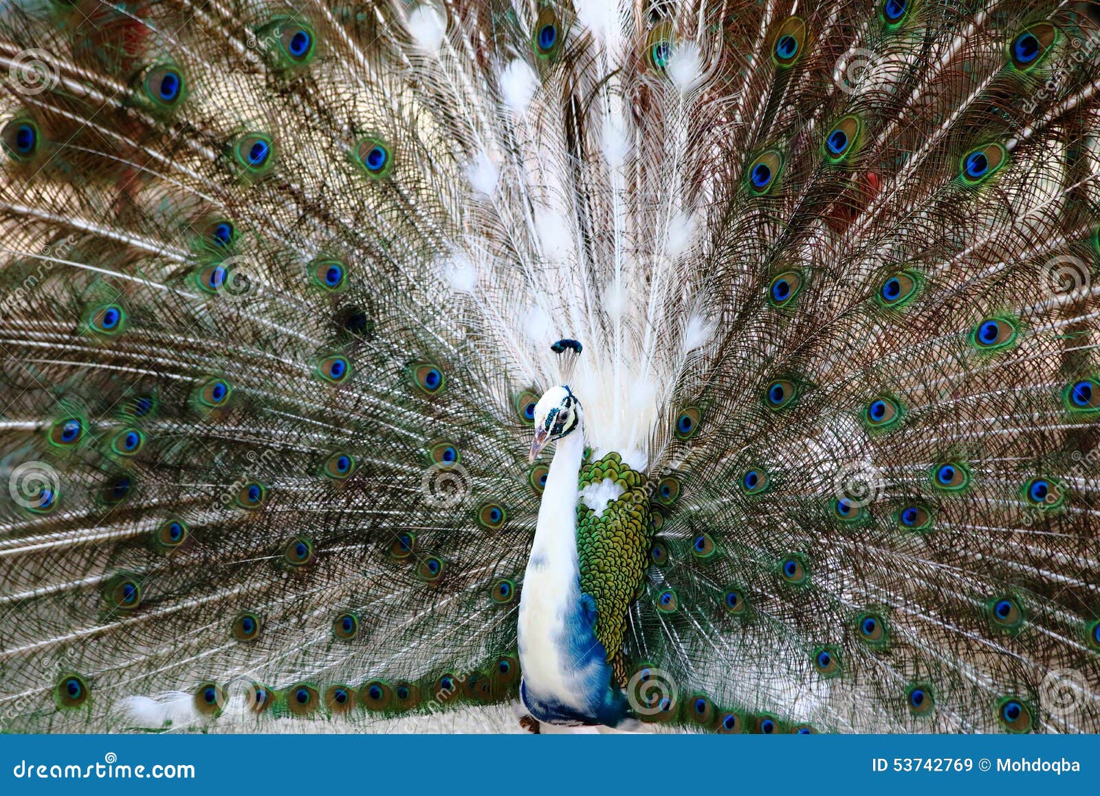 Peacock stock image. Image of tale, colorful, feathers - 53742769