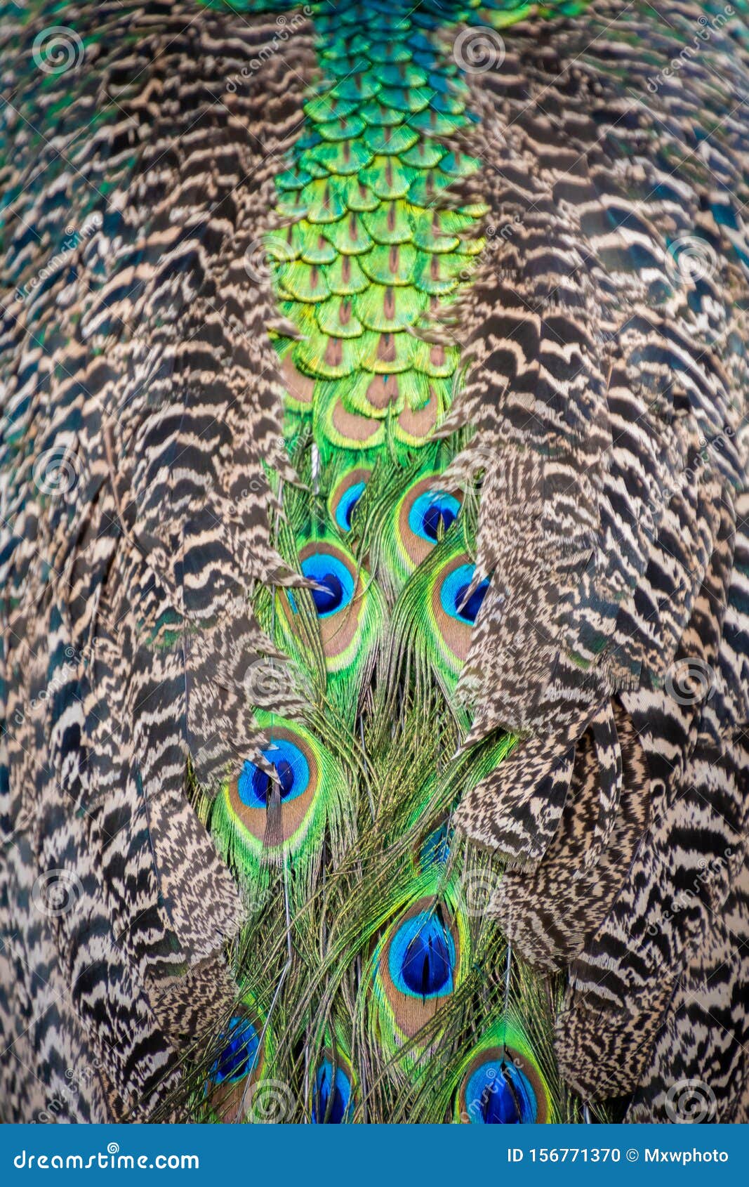 Peacock Peafowl Tail and Back Feather Pattern in Beautiful Tones Stock ...