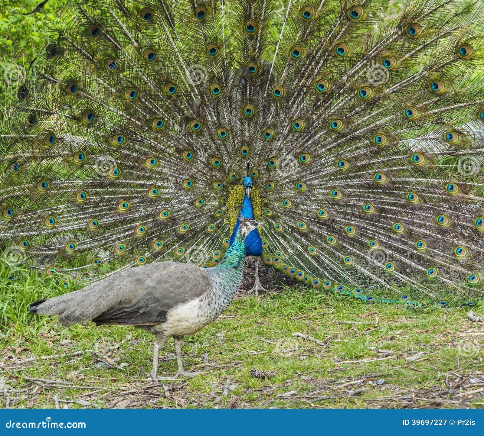 Peacock and Peahen Courting Stock Image - Image of male, bird: 39697227