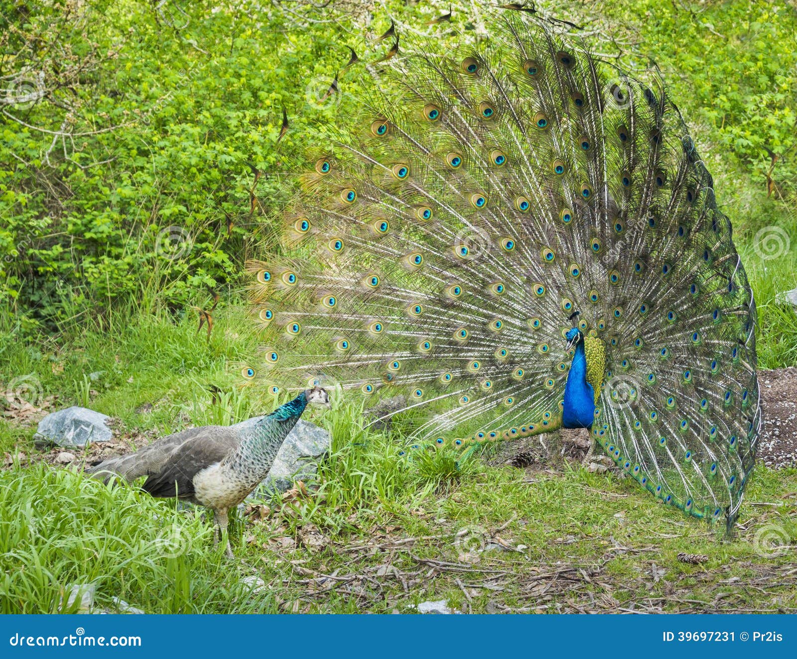 Peacock and Peahen Courting Stock Image - Image of green, color: 39697231