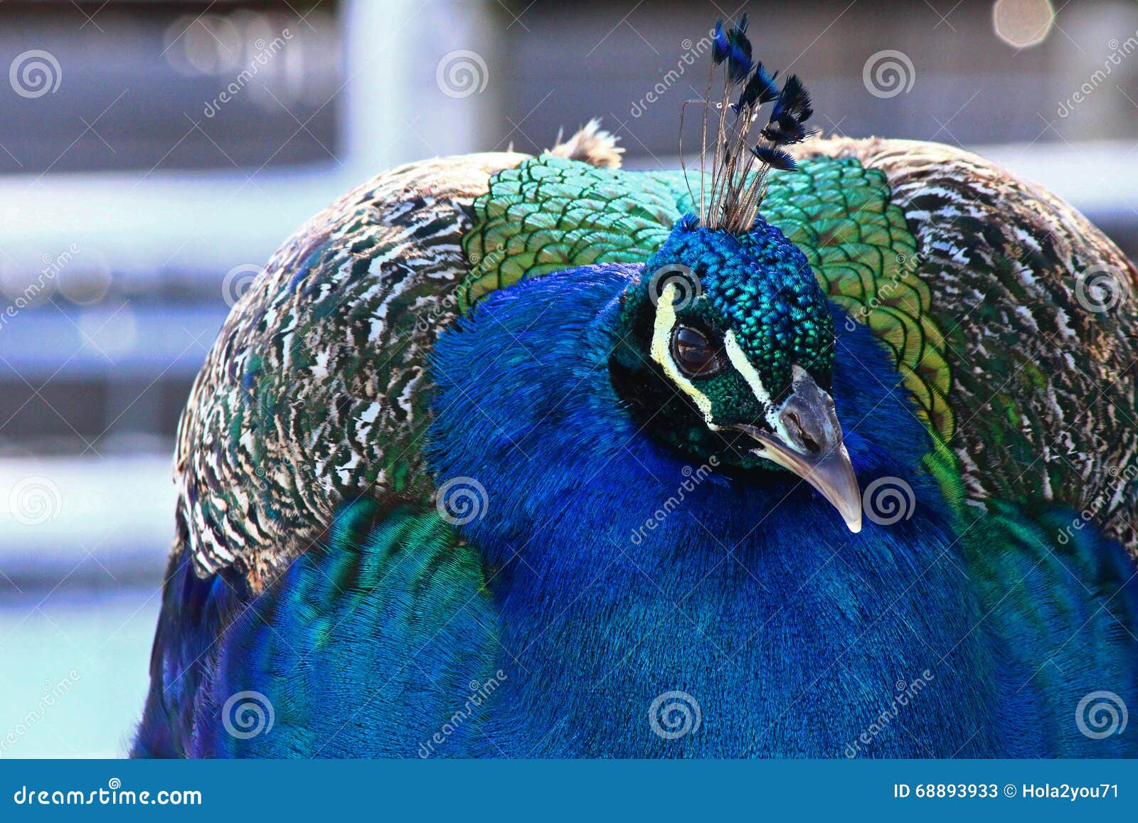 Peacock perch stock image. Image of green, outdoors, details - 68893933
