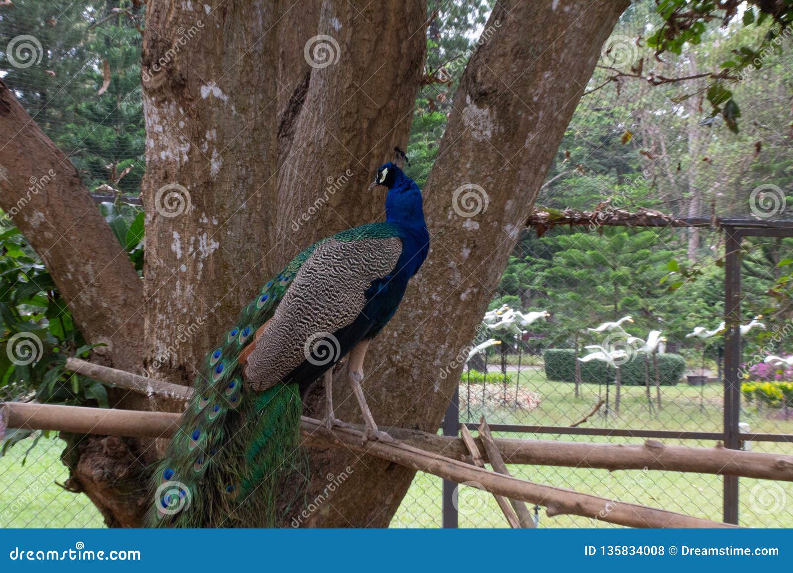 Peacock on a Perch in an Enclosure, Stock Photo - Image of shade, trees ...