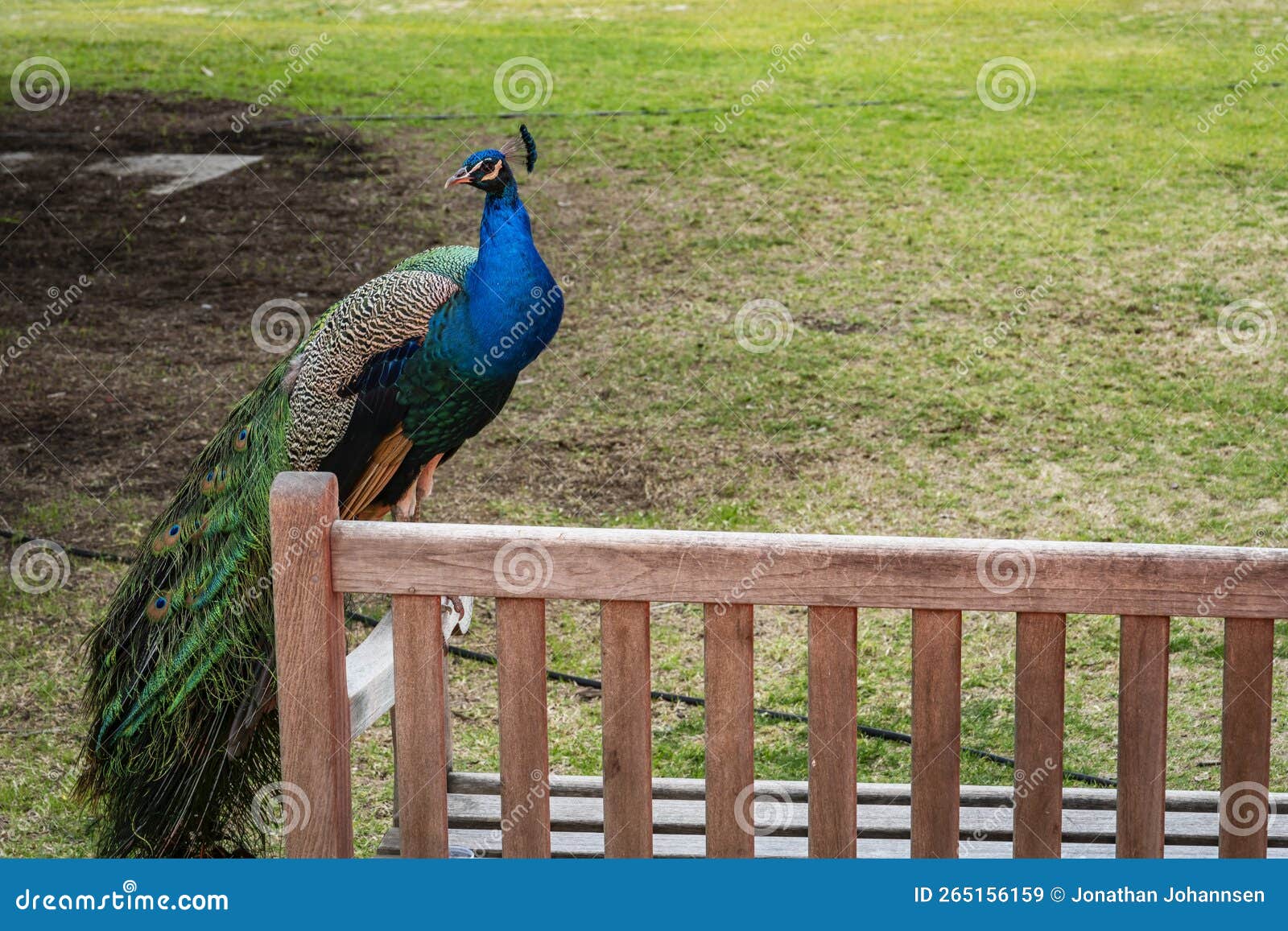 A Peacock Perched Atop a Bench in a Park Stock Image - Image of beak ...