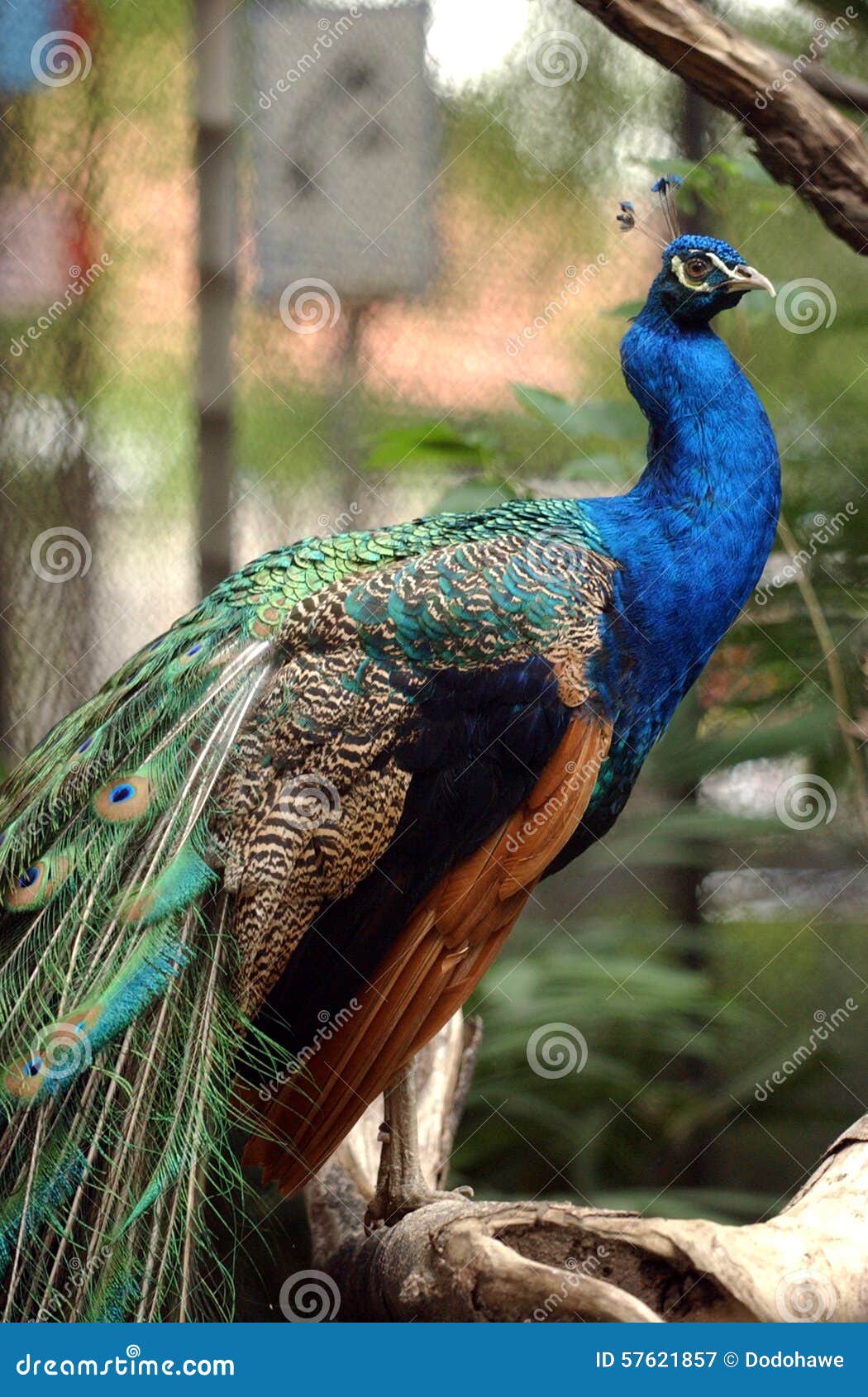 Peacock stock image. Image of bird, gorgeous, delicate - 57621857