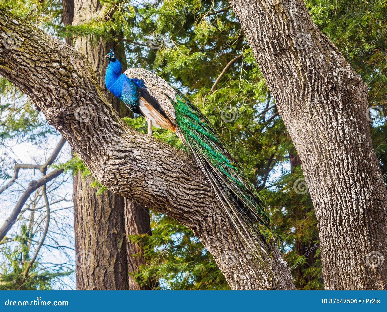 Peacock Perched on a Tree Branch Stock Photo - Image of bright ...
