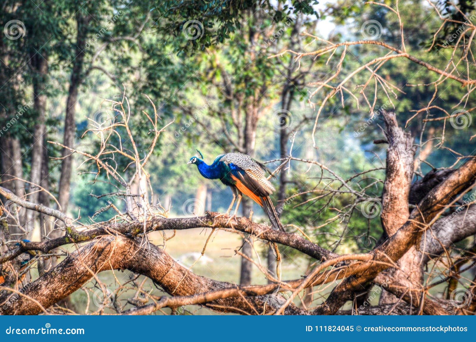 Peacock Perching On Tree Picture. Image: 111824045