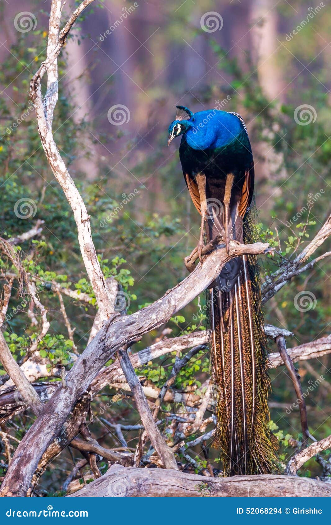Peacock perching on a tree stock photo. Image of perched - 52068294