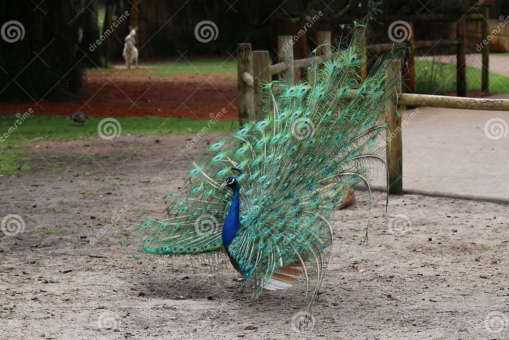 Peacock stock image. Image of white, dining, taipei, boomer - 62073387
