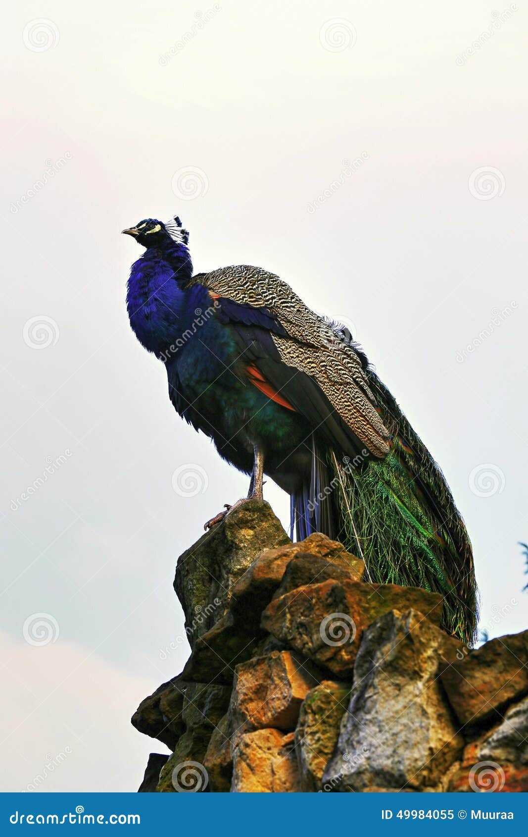 Peacock stock image. Image of peacock, elegance, plumage - 49984055