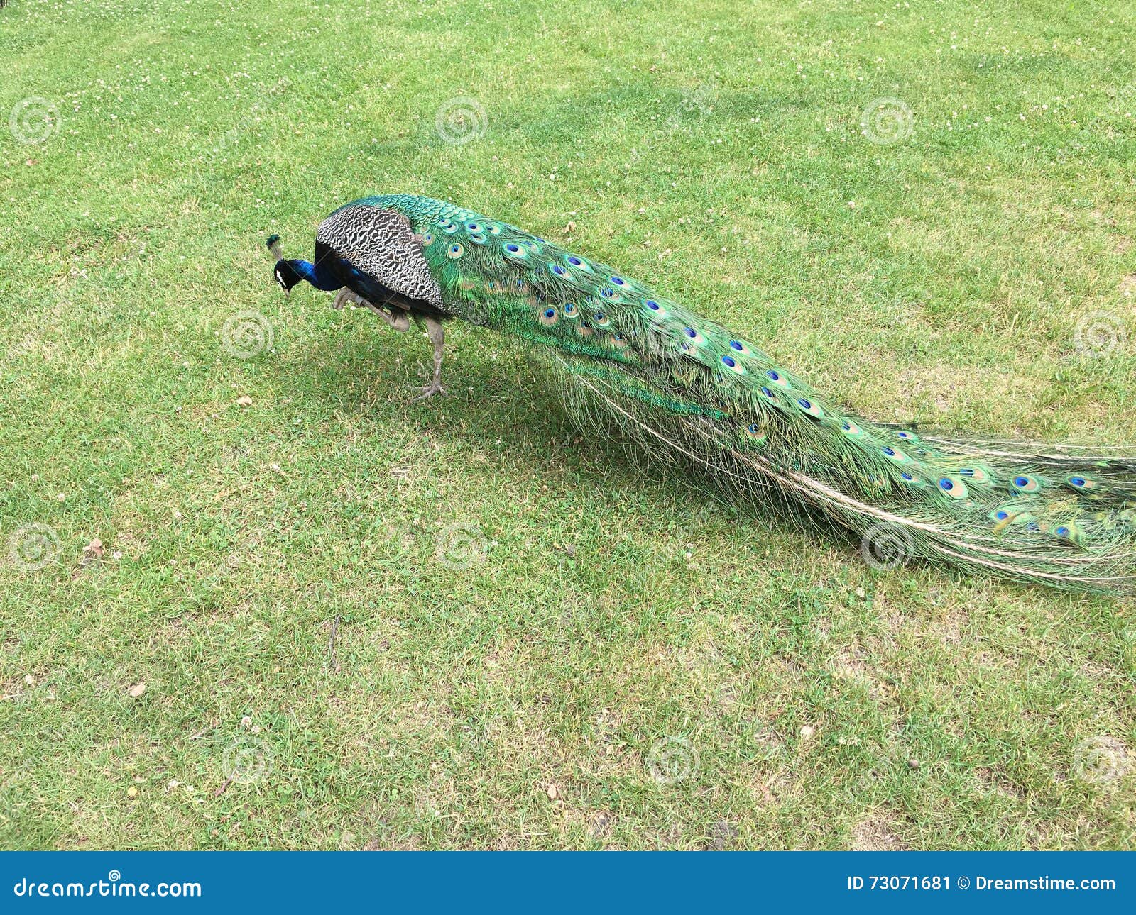 Peacock stock image. Image of peocock, germany, full - 73071681
