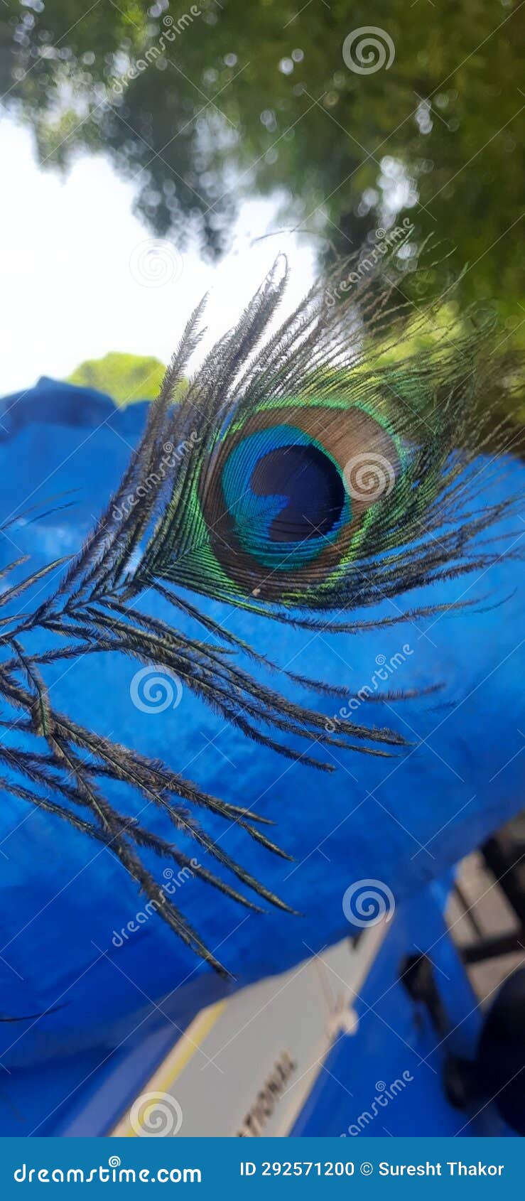 Peacock pish stock photo. Image of pish, green, peacock - 292571200