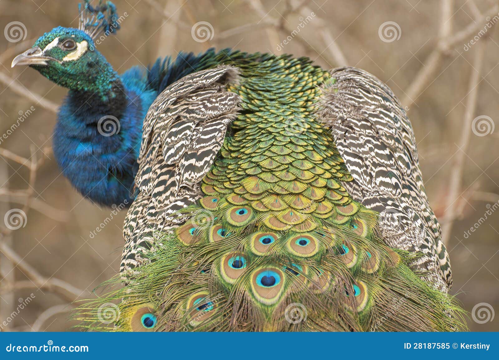 Peacock plumage stock image. Image of natural, impressive - 28187585