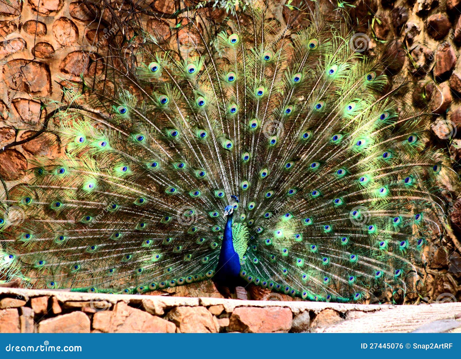 Peacock Plumage Display HD Effect Stock Photo - Image of display ...
