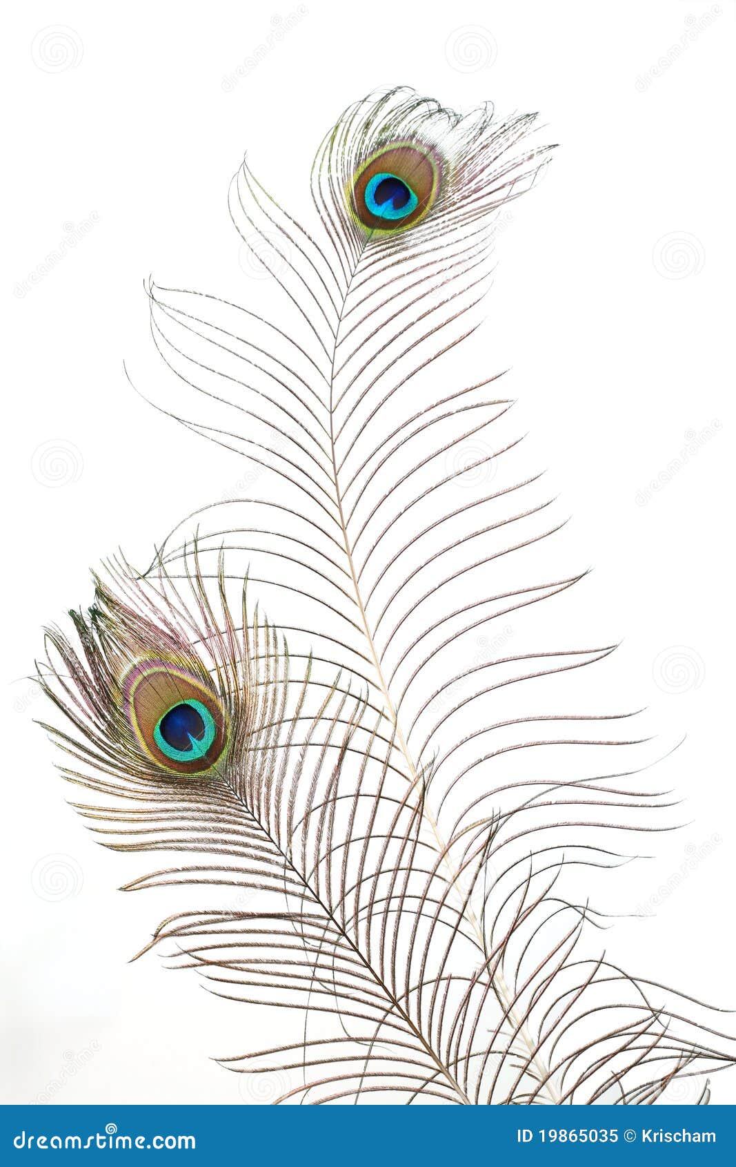 Plume Cartoons, Illustrations & Vector Stock Images - 30439 Pictures to ...