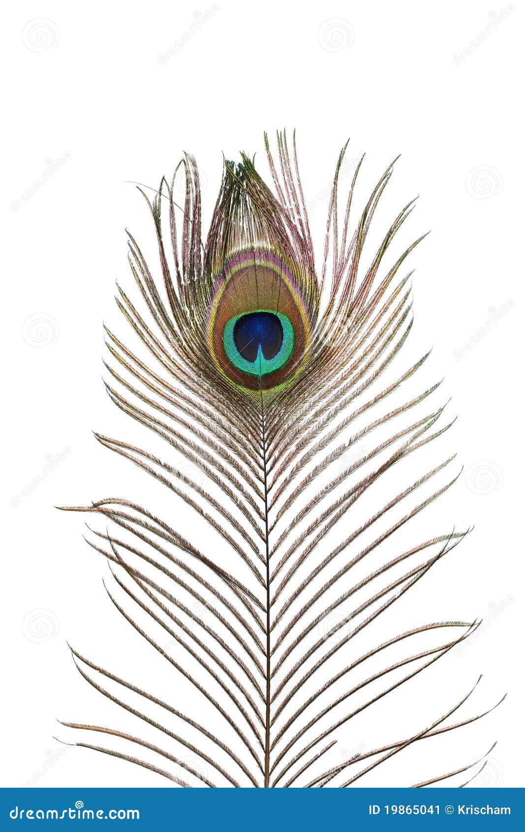 Peacock plume stock illustration. Illustration of male - 19865041