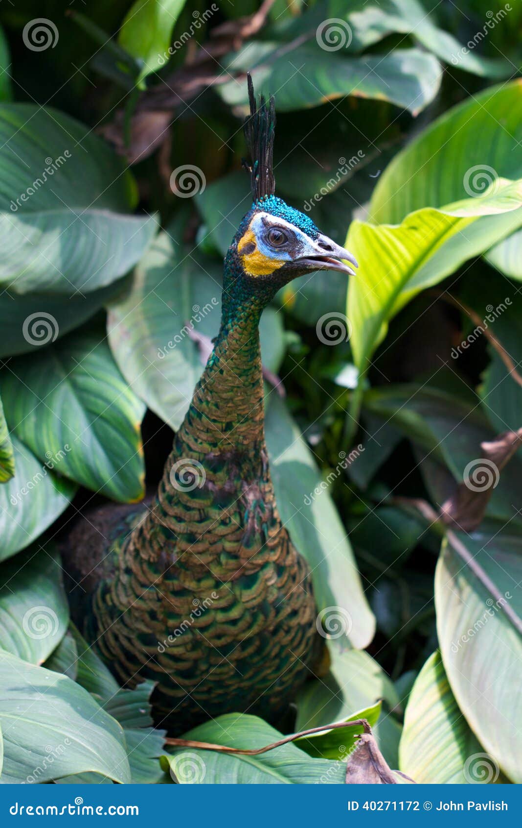 Peacock Poking Head in the Foliage Stock Photo - Image of indonesia ...
