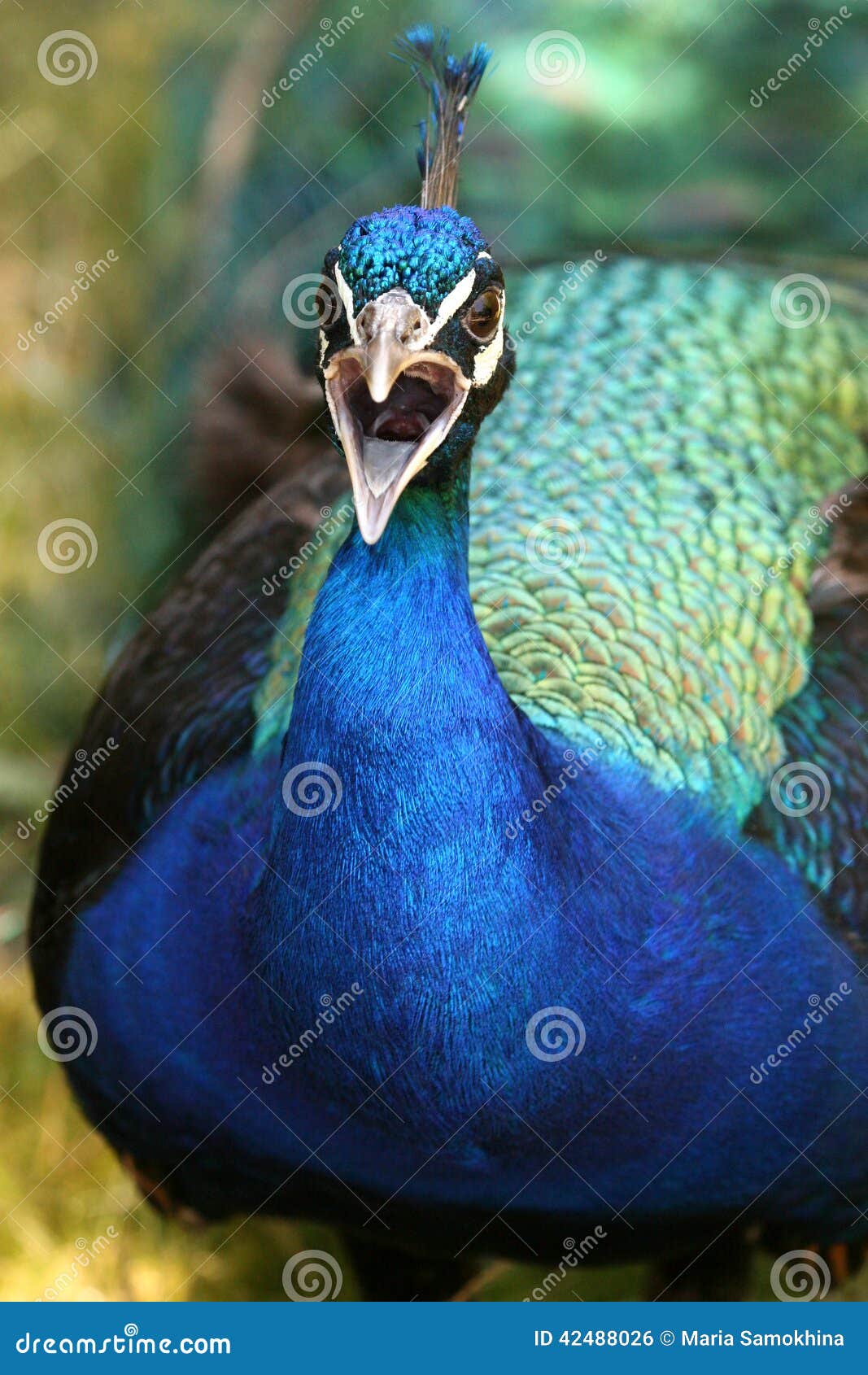 Peacock stock photo. Image of peacock, pattern, park - 42488026