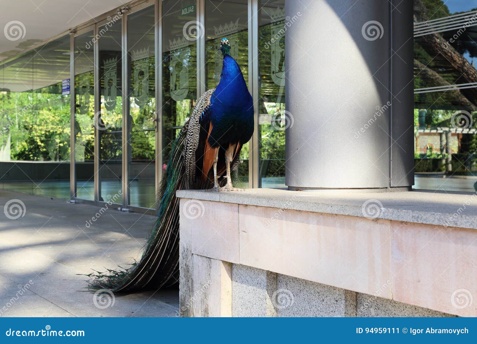 Peacock on the porch stock image. Image of pavilion, animal - 94959111