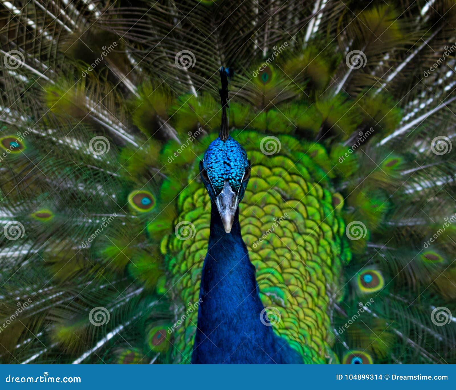 Peacock_portrait stock foto. Image of portret, groen - 104899314