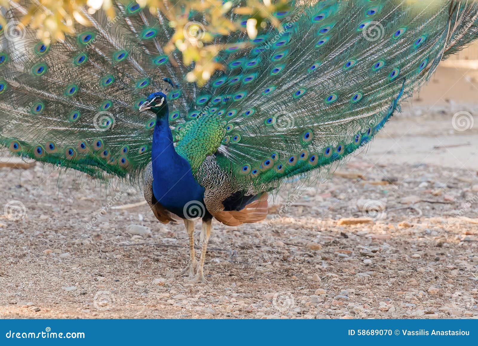 Peacock Portrait with Open Wings. Stock Photo - Image of peacock ...