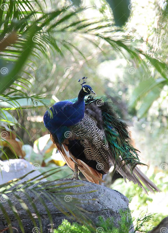 Peacock preening stock image. Image of bird, grass, beak - 11488785