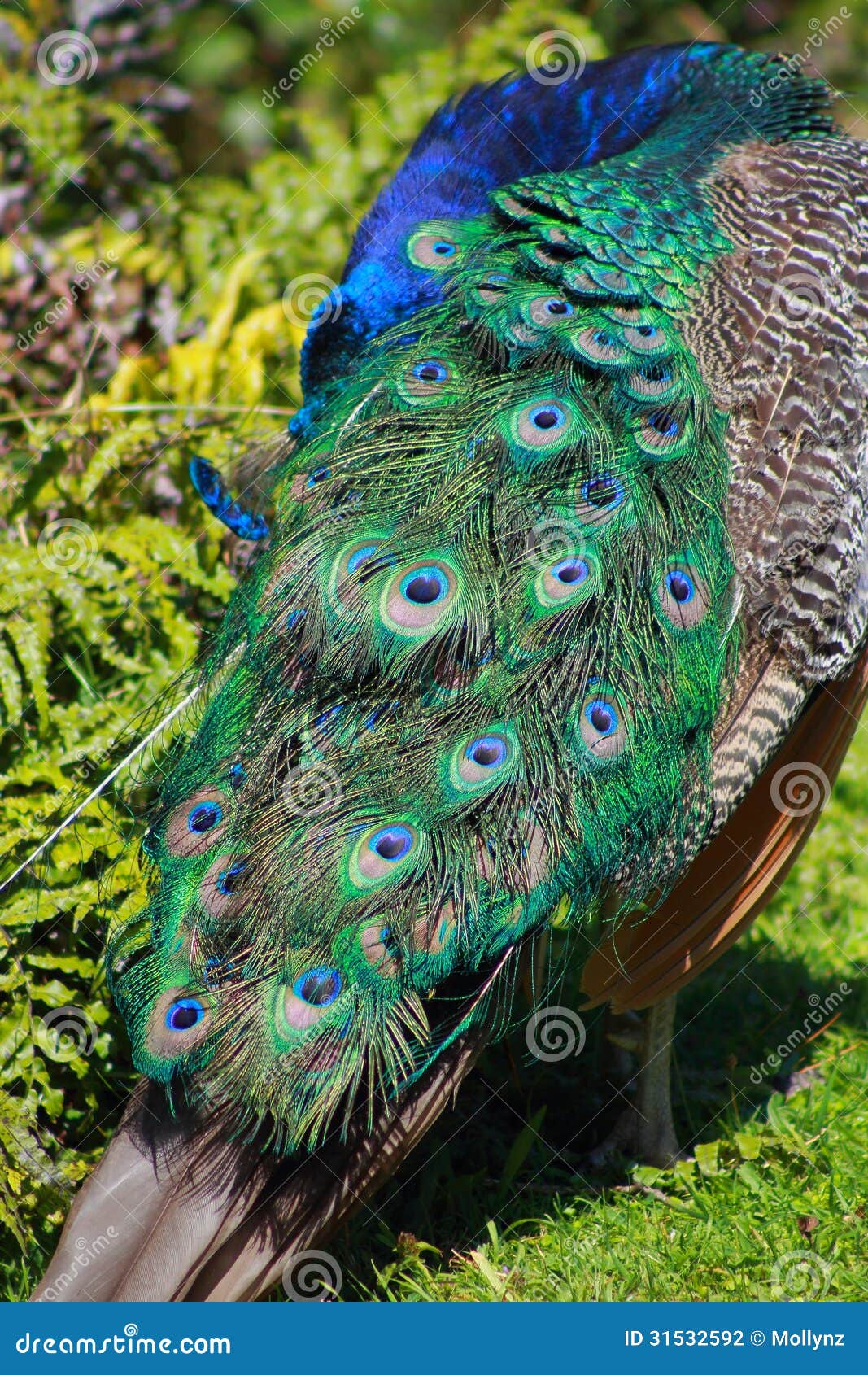 Peacock preening stock photo. Image of glamour, preen - 31532592